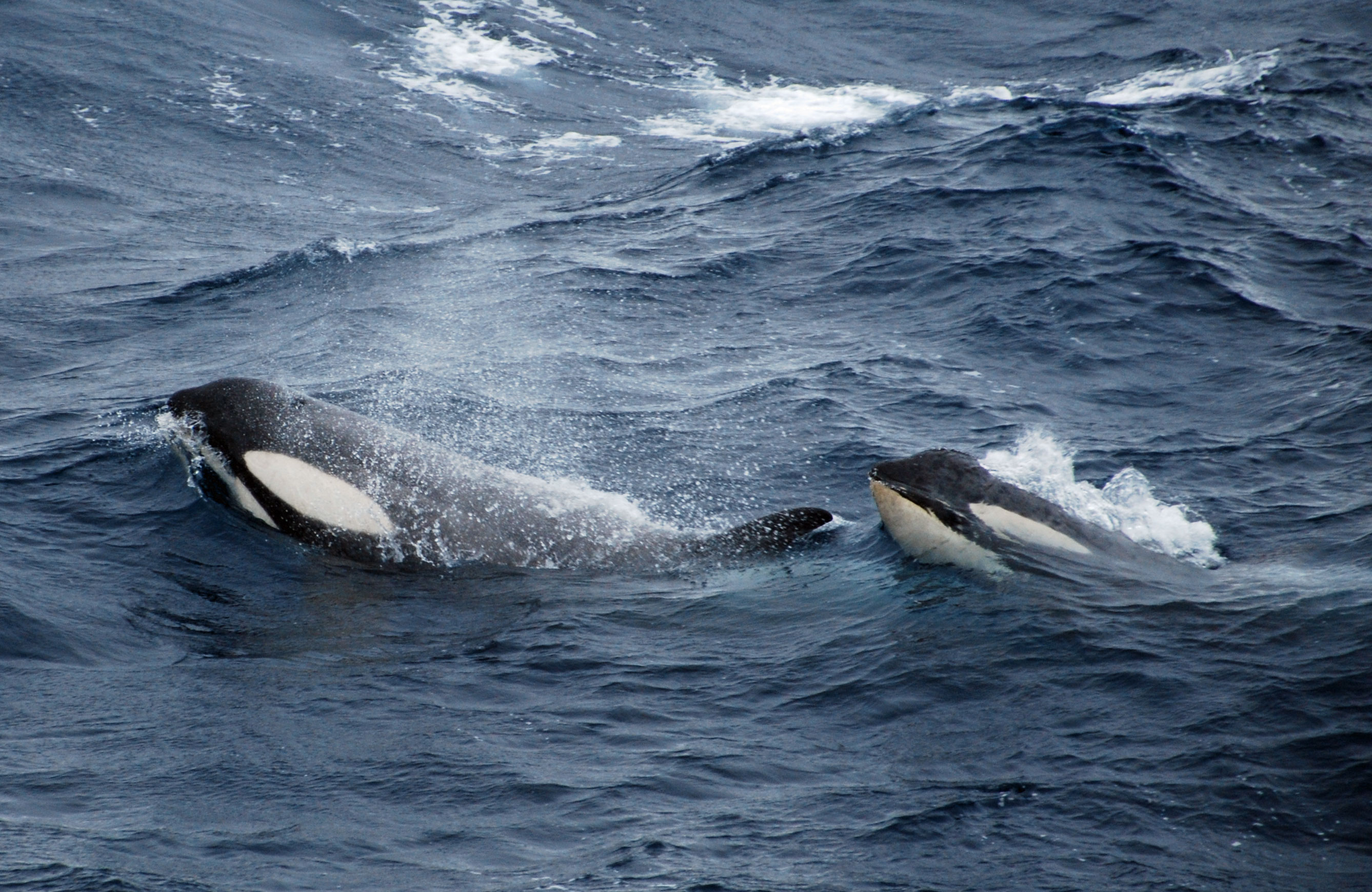 Cap sur l’Antarctique (7/10) : Des baies somptueuses et l’apparition ...