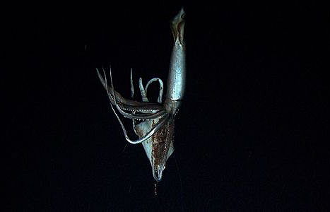 Premières images sous-marines d'un calamar géant | Mer et Marine