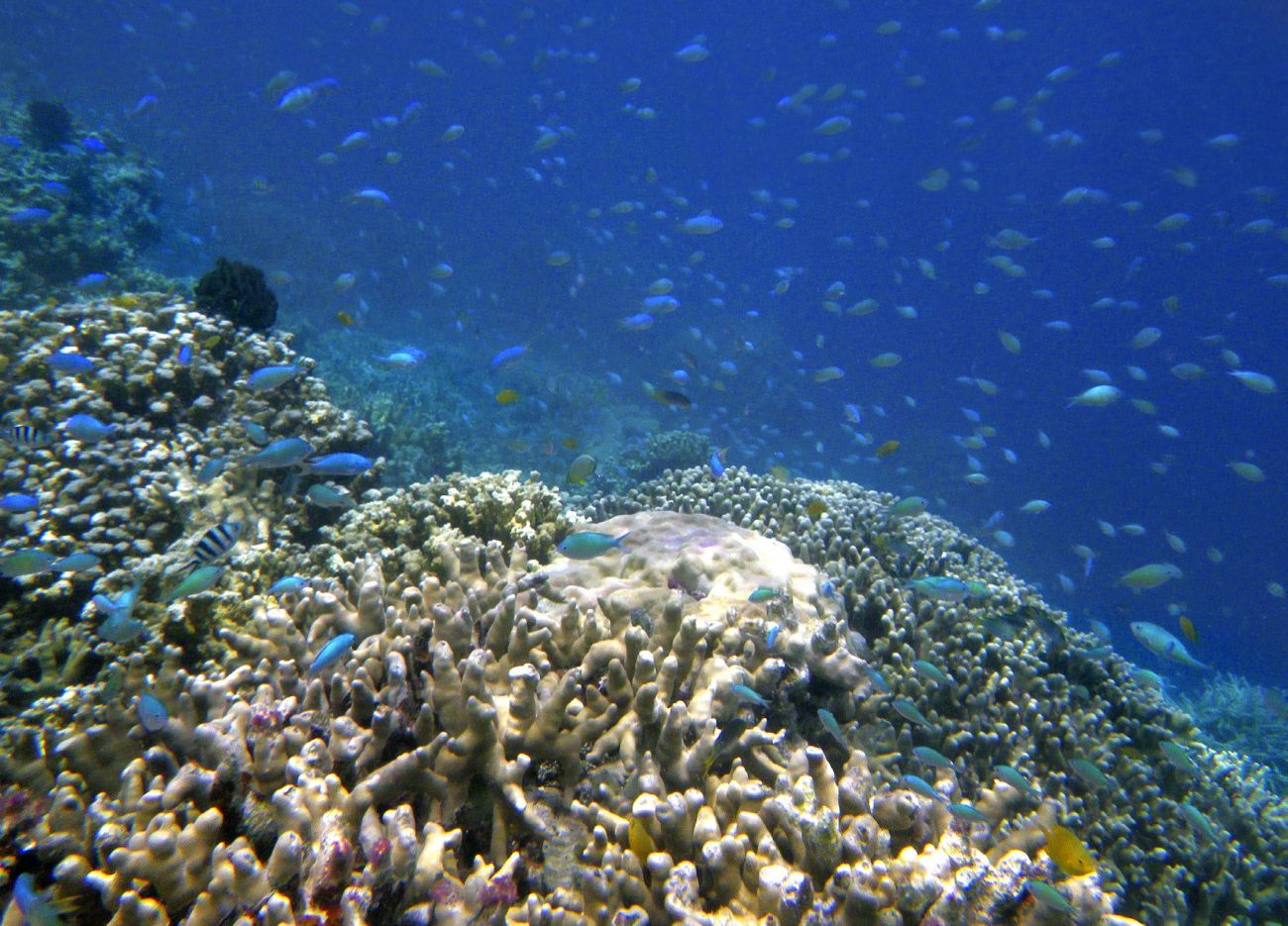 Une nouvelle approche sur la recherche autour des récifs coraliens ...