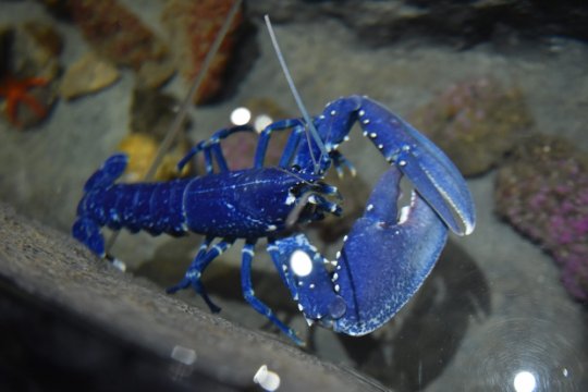 Un homard « bleu intense » à Océanopolis | Mer et Marine