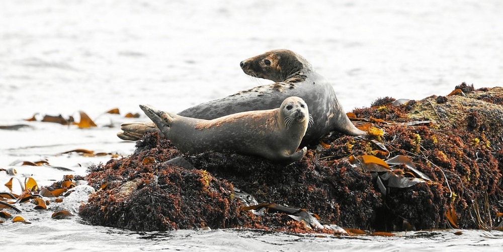 Phoques: tensions avec des pêcheurs en rade de Brest | Mer et Marine