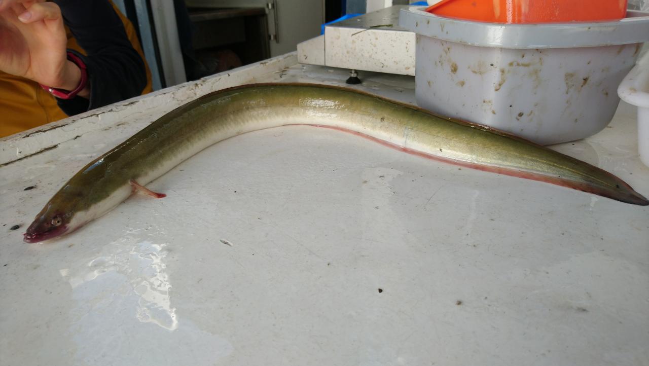 La mystérieuse anguille, symbole de la conservation de biodiversité ...