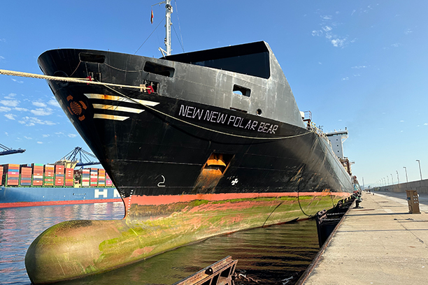 Le NewNew Polar Bear surveillé de près par la Norvège lors de son ...