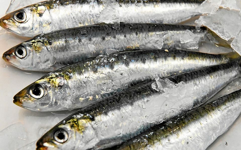 Dans le Finistère, ils veulent comprendre pourquoi les sardines ...