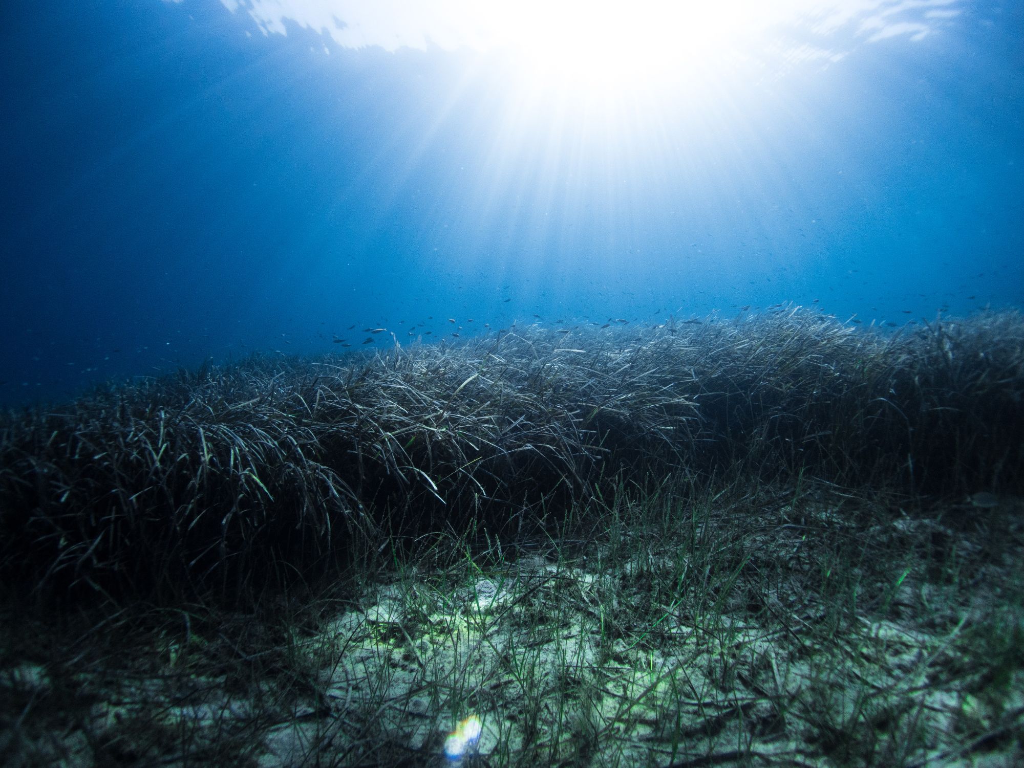 Herbier de Posidonie : reprise de la mission REPIC | Mer et Marine