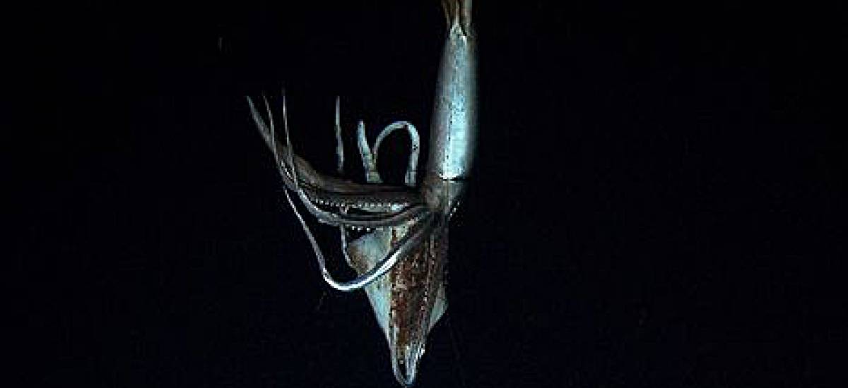 Premières images sous-marines d'un calamar géant | Mer et Marine