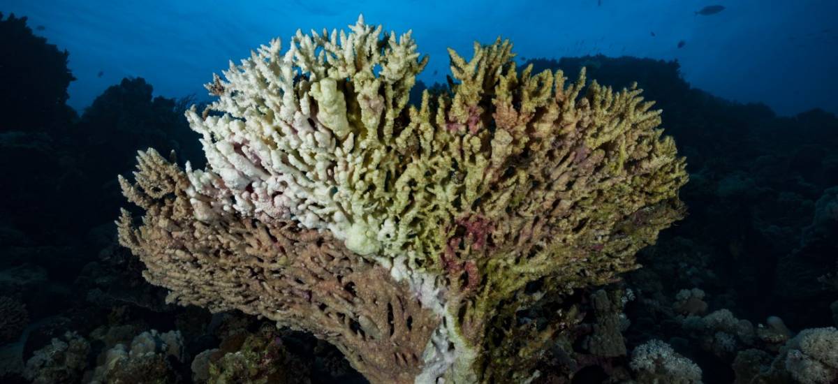 Récifs coralliens: Une exposition photo grand format à l'Unesco | Mer ...