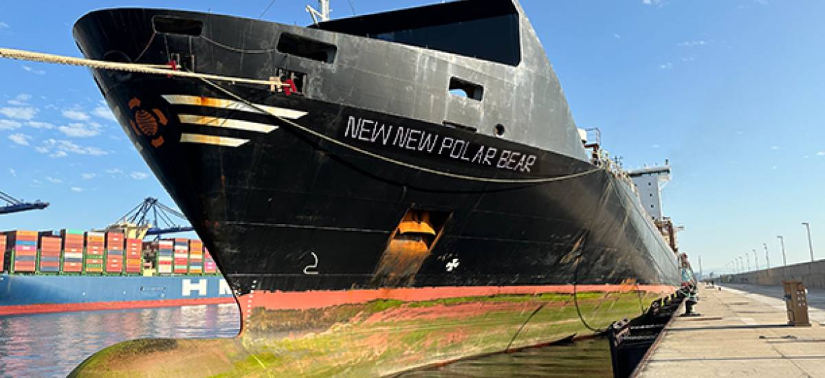 Le NewNew Polar Bear surveillé de près par la Norvège lors de son ...