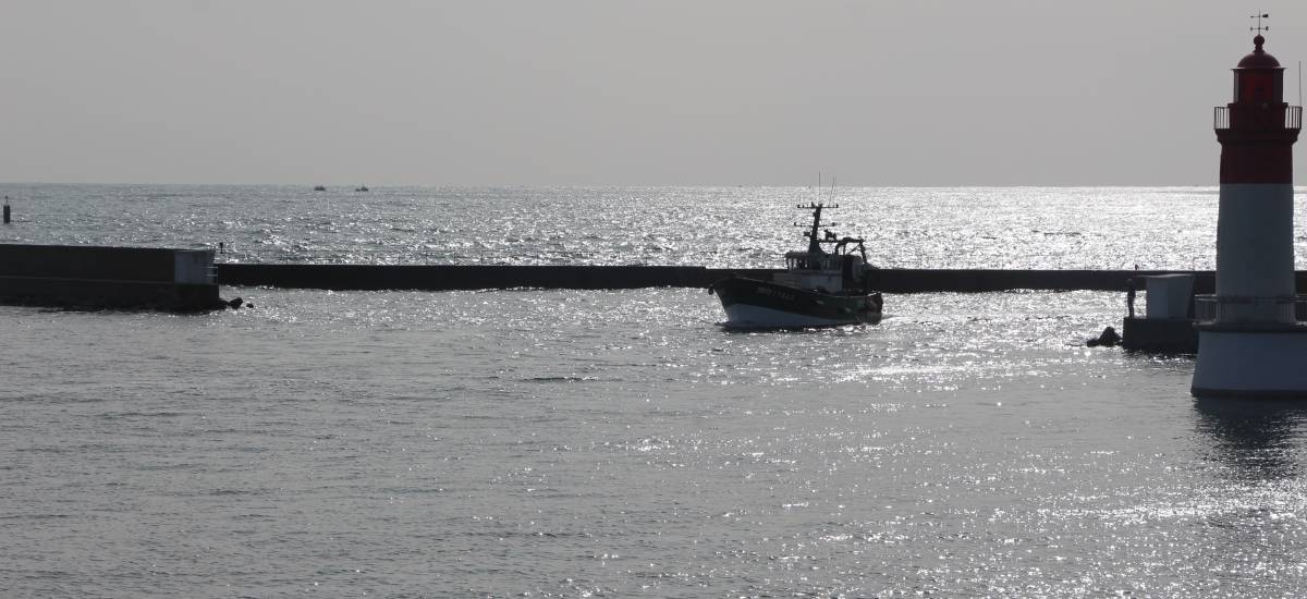 Dauphins : une partie de la pêche dans le golfe de Gascogne fermée ...