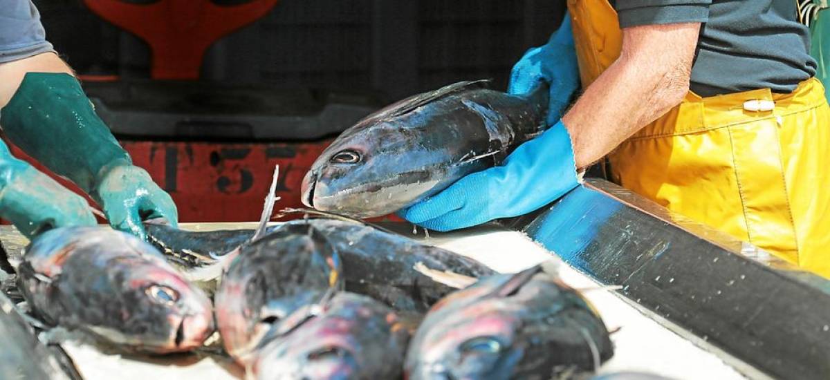 Concarneau frappée de plein fouet par la crise du thon tropical | Mer ...