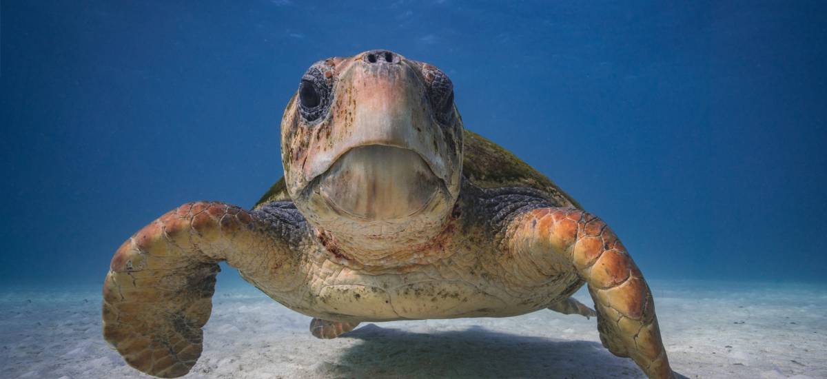 L’océan à l’honneur au Muséum national d’histoire naturelle | Mer et Marine
