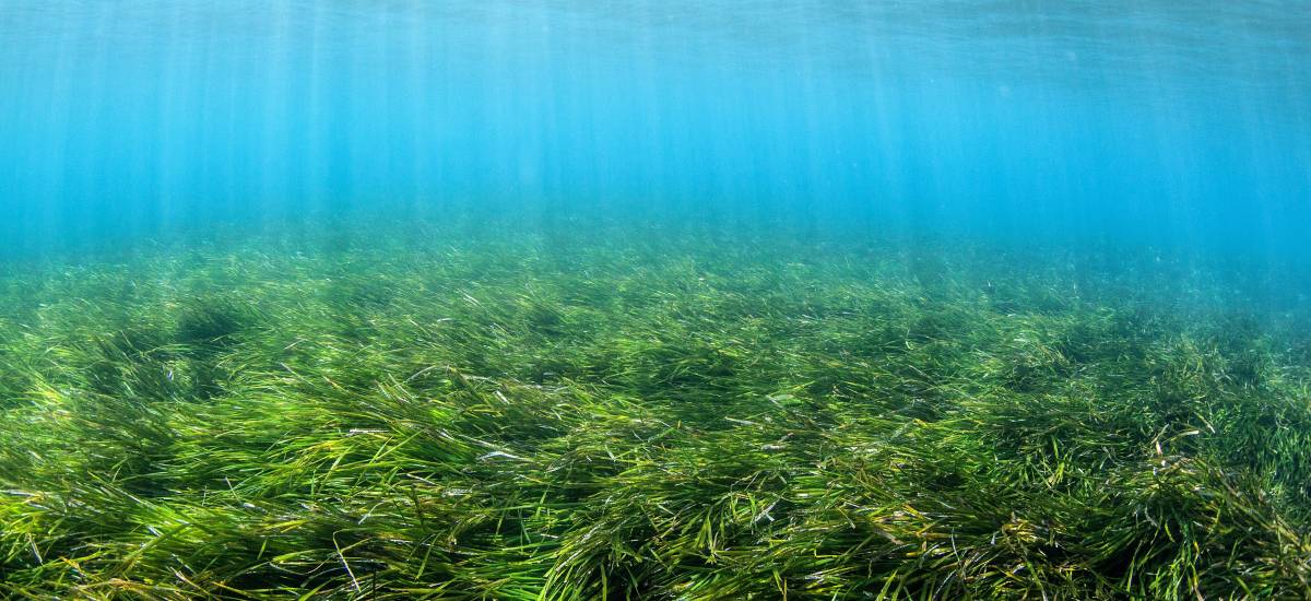 Marseille : la justice reconnaît le préjudice écologique d’atteinte à l ...