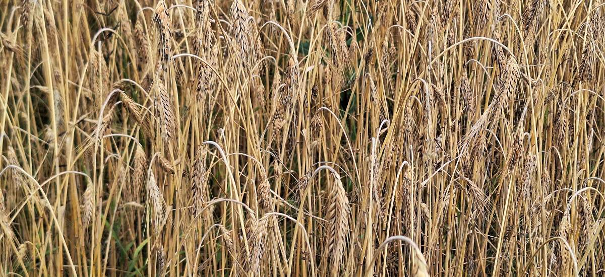 Campagne céréalière 25/26 : les volumes sont présents pas les prix ...