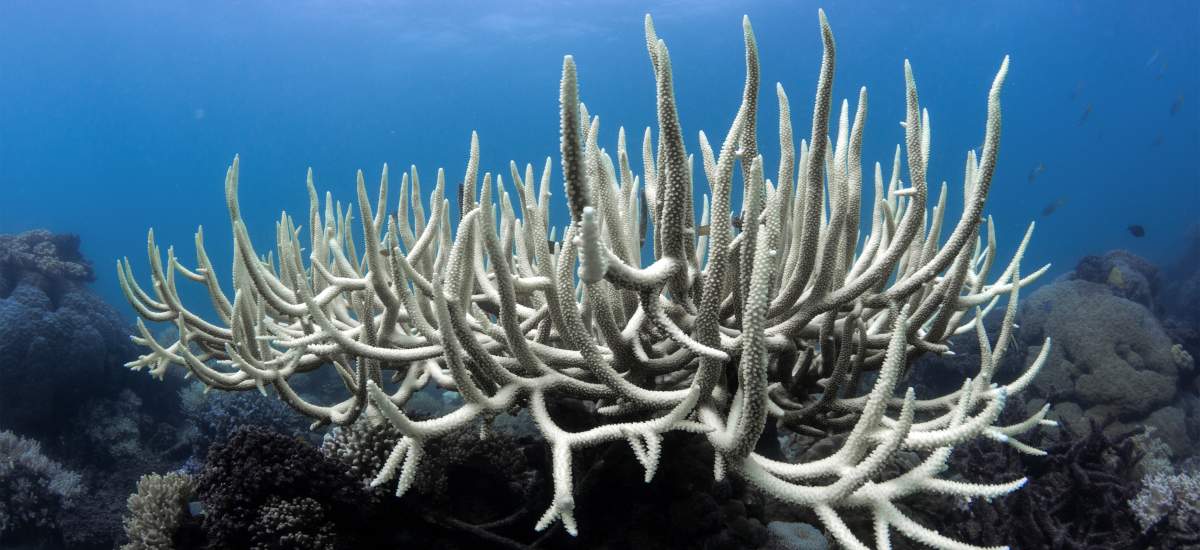 UNOC-3 à Nice : l'espoir d'un sursaut international pour la protection ...