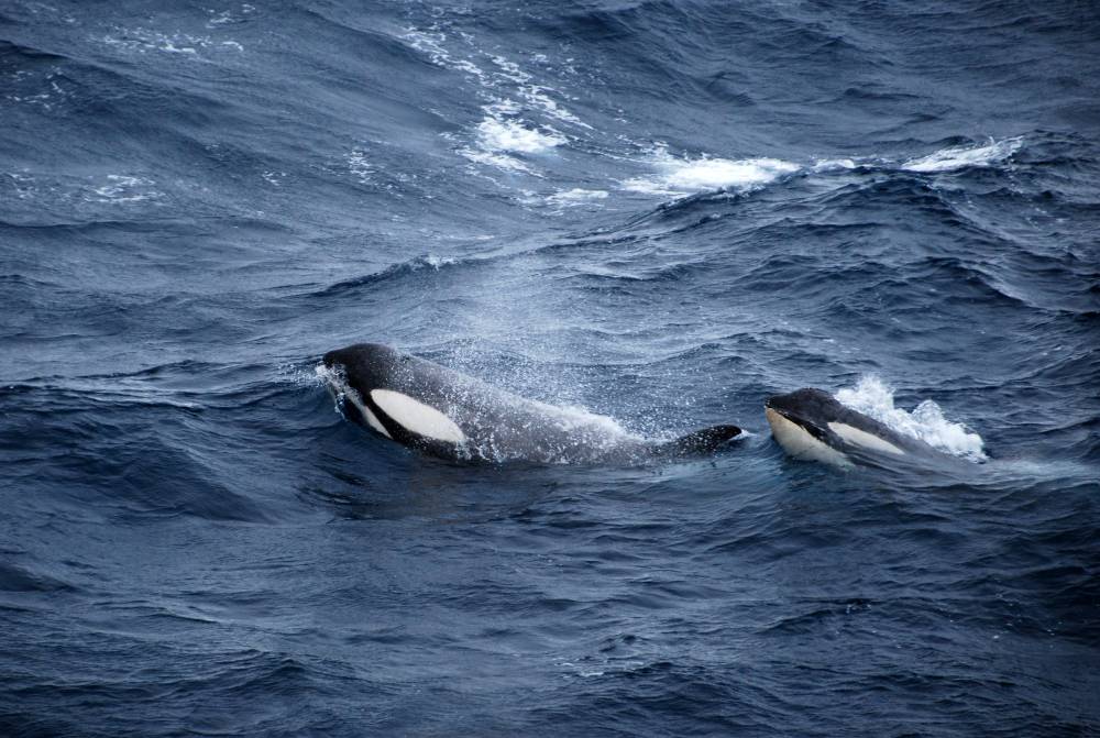 Une orque dans la Seine | Mer et Marine