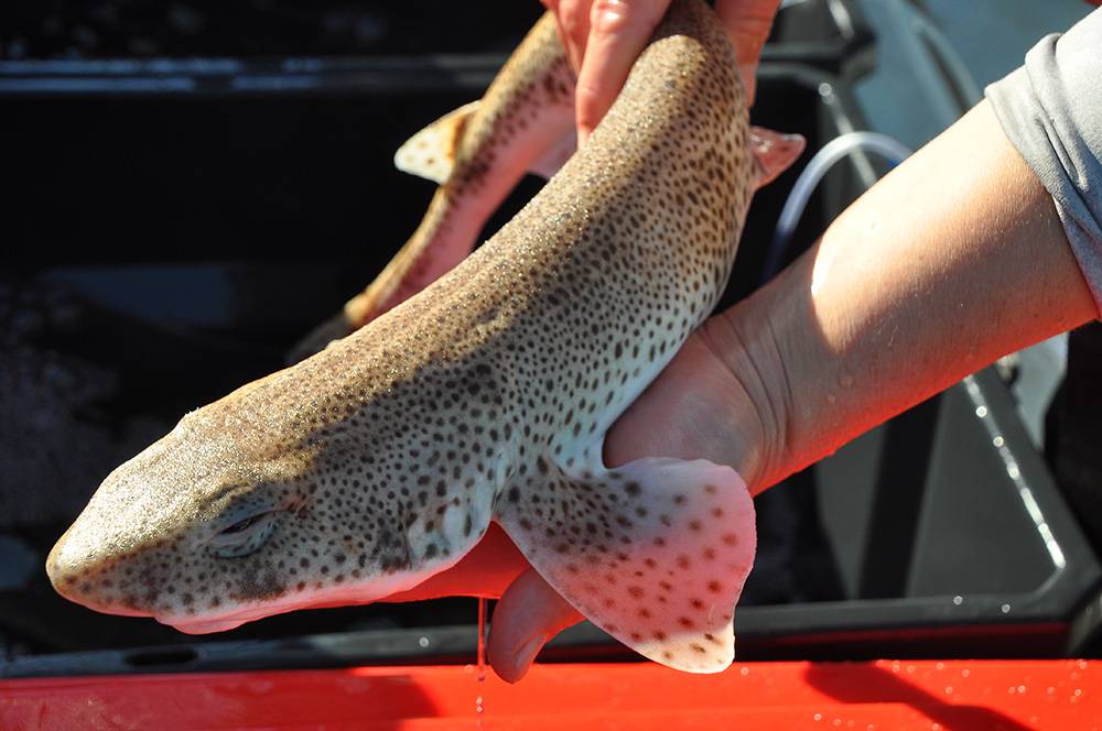 France Energies Marines : poissons et crustacés suivis par télémétrie ...
